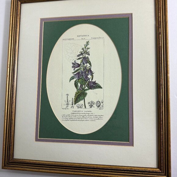 Wall Decor | Vintage Reproduction Litho Florales Botanical Art ...